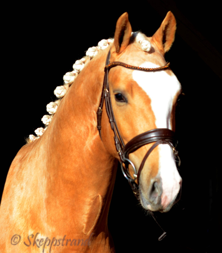 Zafferano 1325 (SWB) – SWB | Swedish Warmblood Association